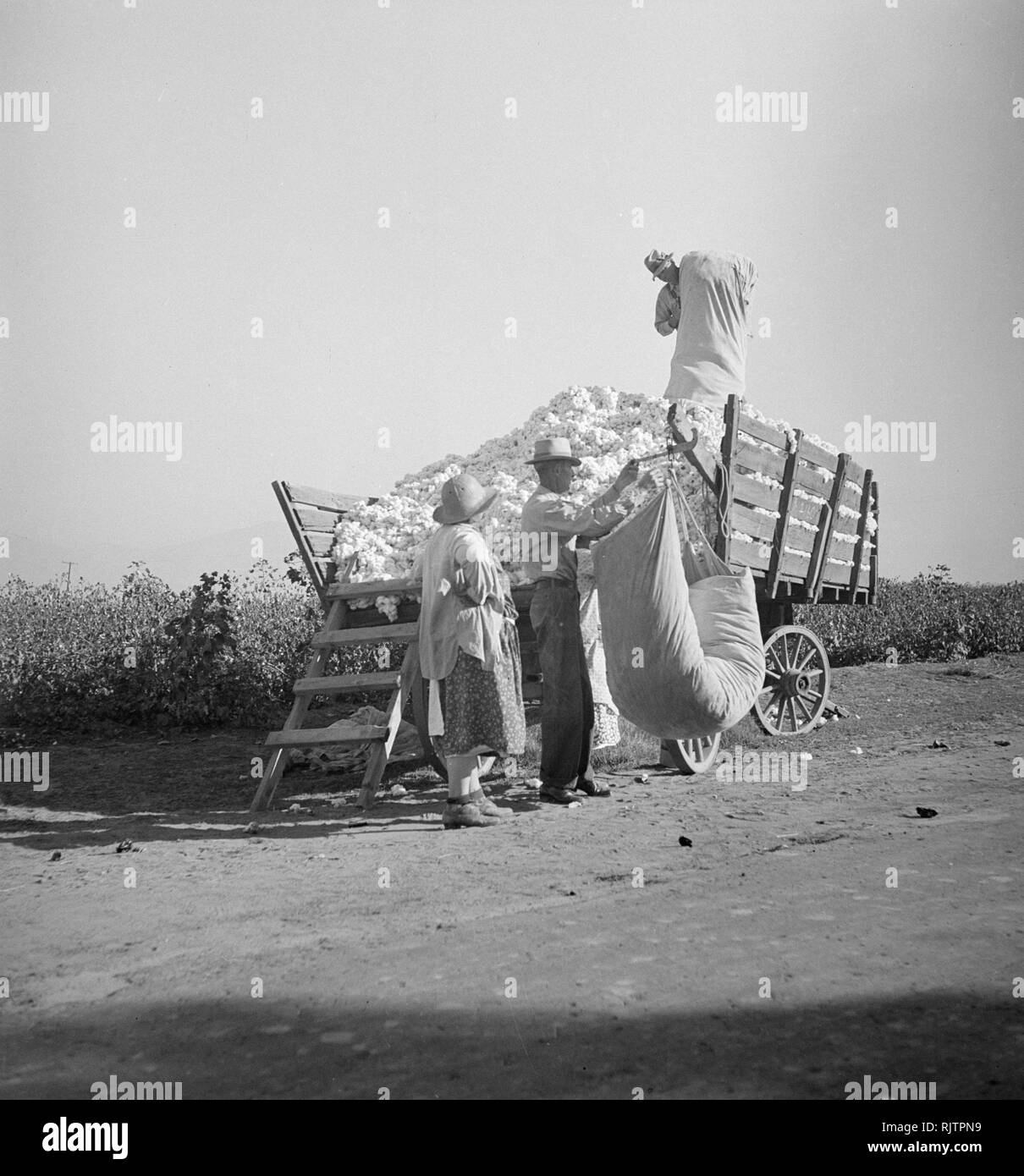 Cotton pickers weighing cotton in the field during harvest Stock Photo ...