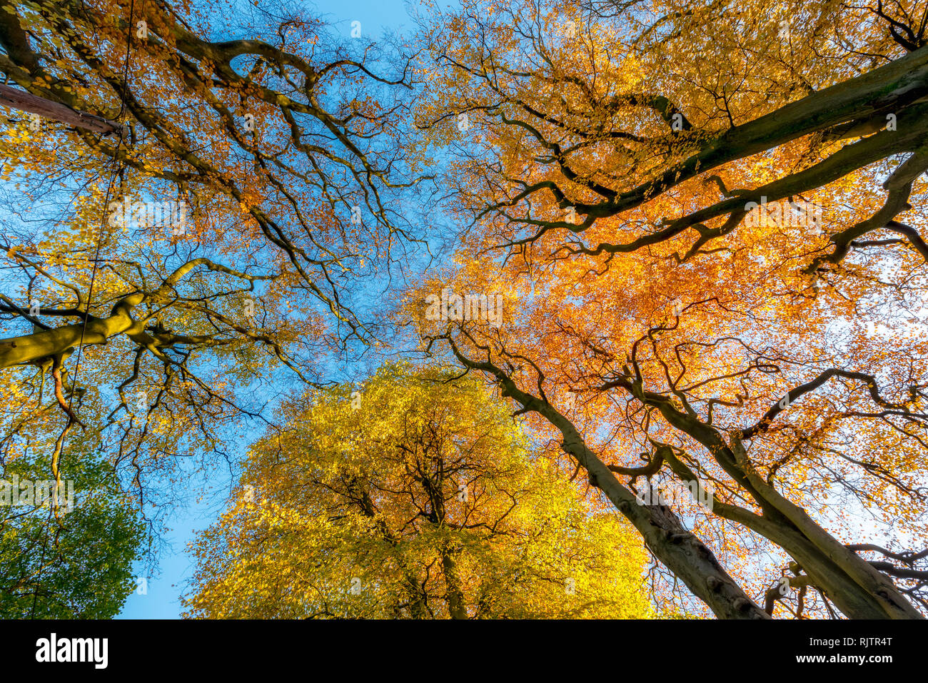Low-angle, worm's-eye view of autumn treetops in UK woodland Stock ...