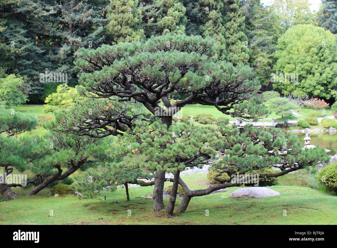 A sprawling pine tree in a Japanese Garden Stock Photo - Alamy
