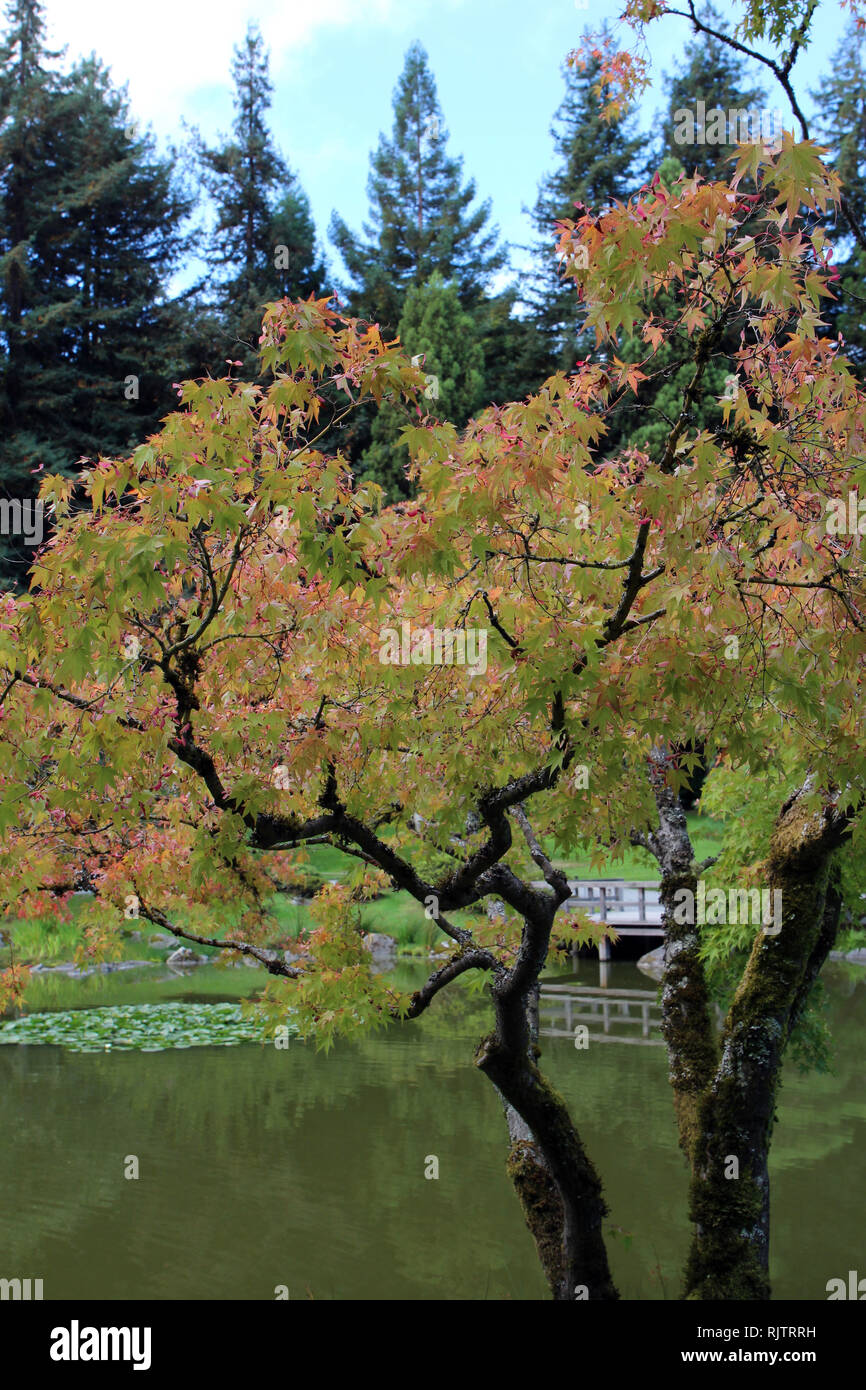 A Japanese Maple Tree with red seeds in front of a pond with lily pads ...