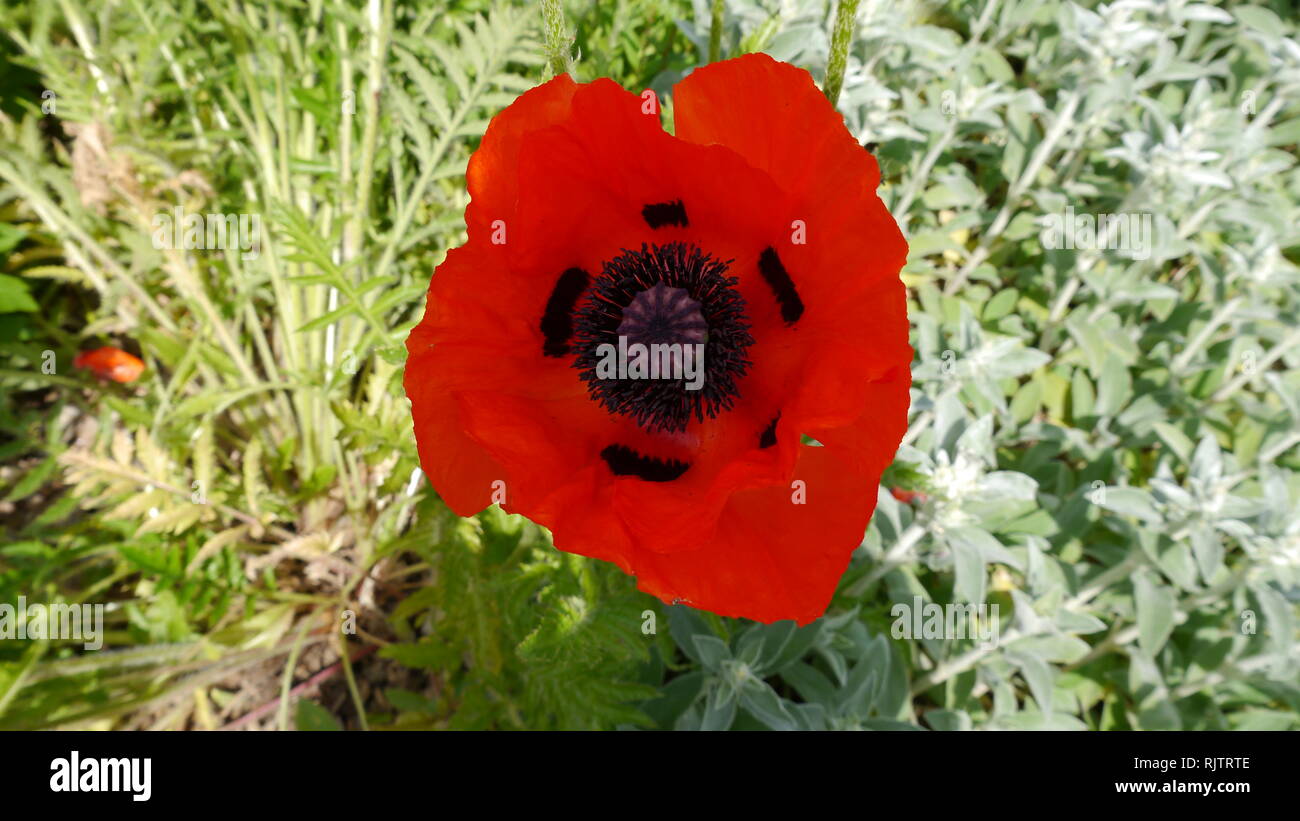 Chateau de Touffou gardens, Bonnes, France Stock Photo - Alamy