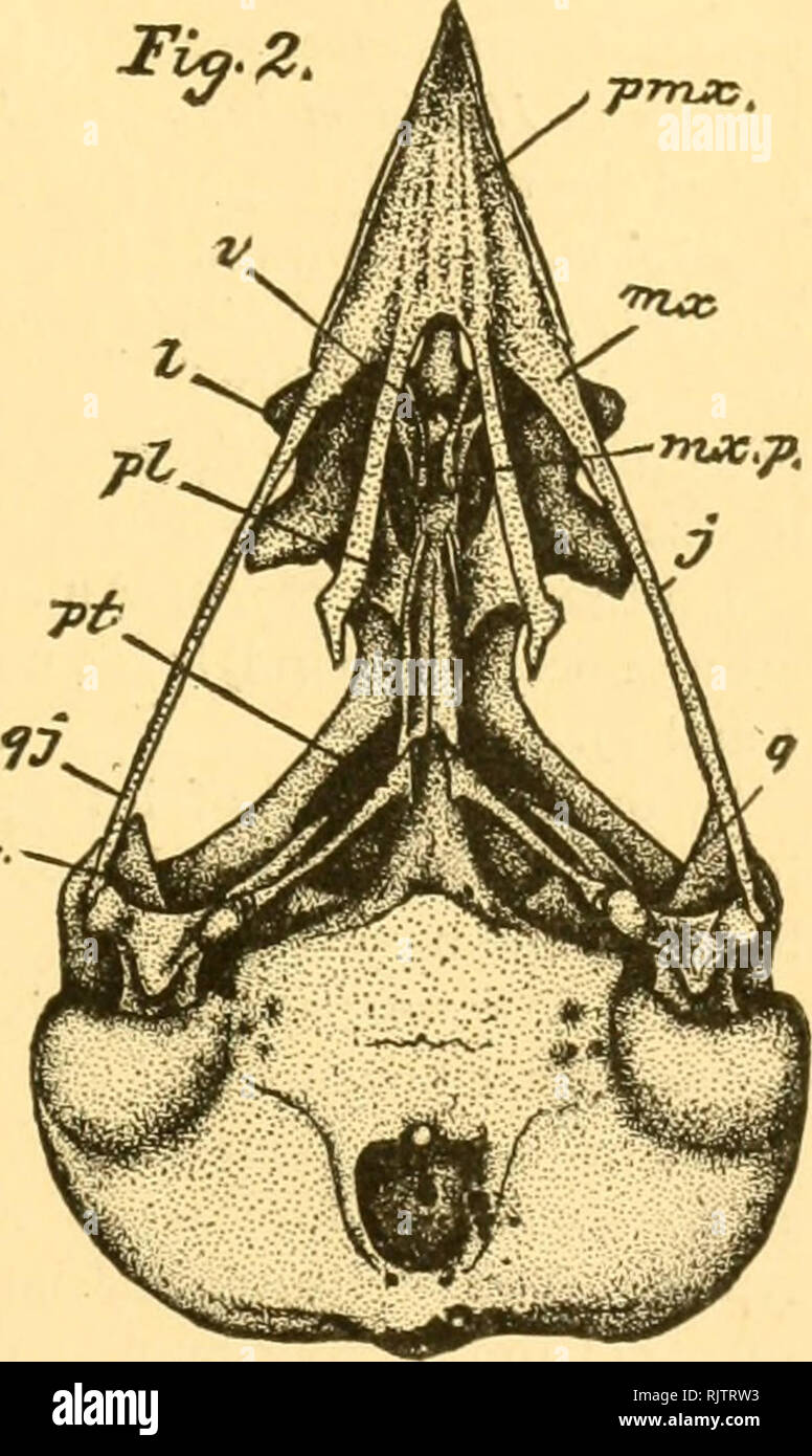 . The Auk. Birds. Fig. I. Basal view of the s'ku.W oi IIahia melatiocep ...