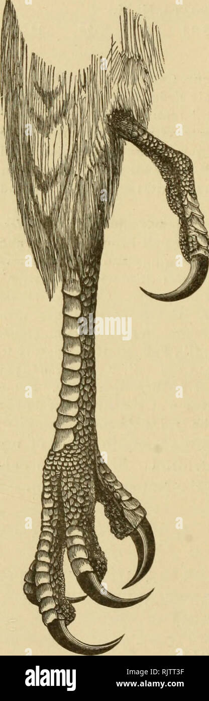 . The Auk. Birds. 332 Coale on Ornithological Curiosities. [October ...