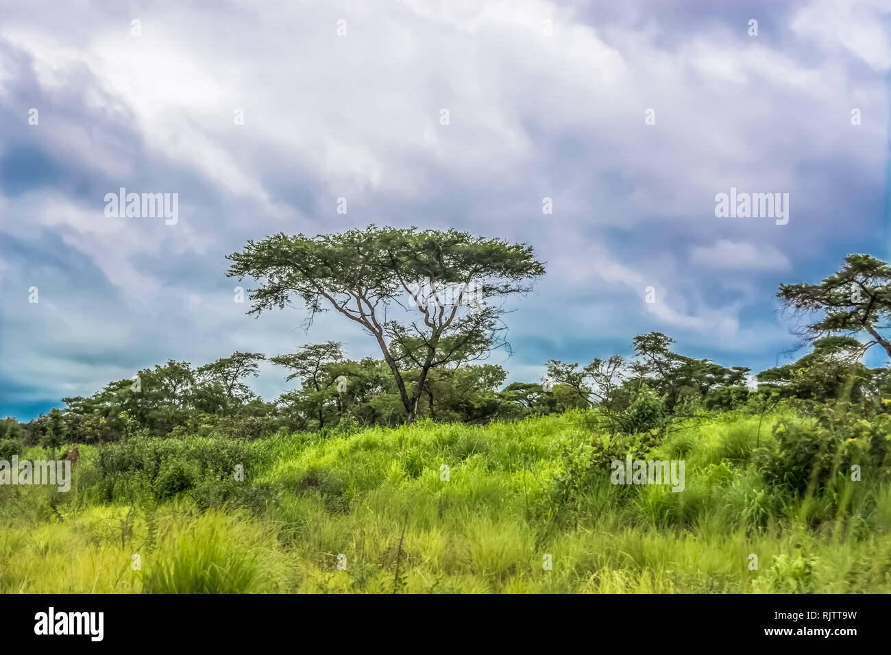 View with typical tropical landscape, trees and other types of ...