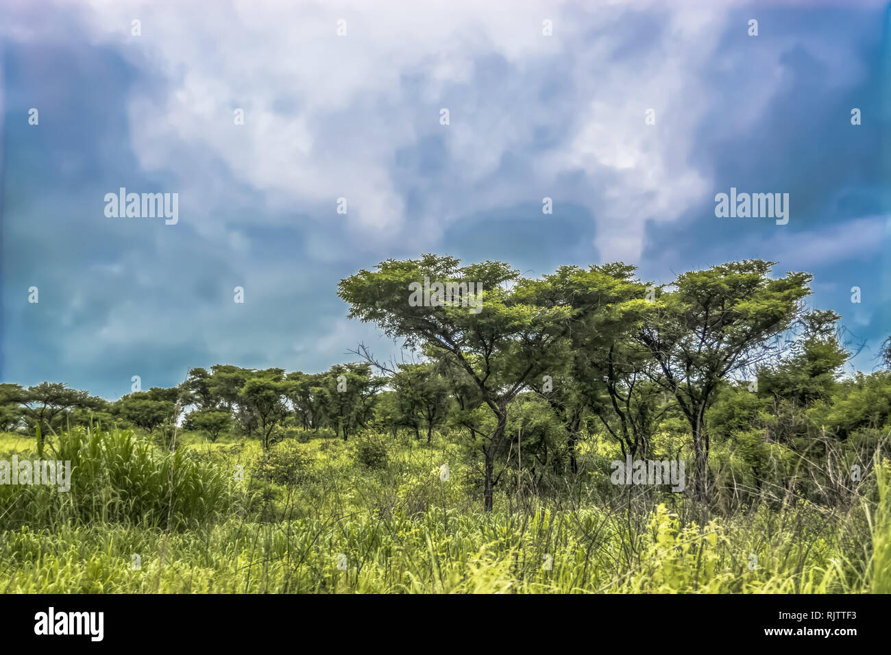 Types of vegetation hi-res stock photography and images - Alamy