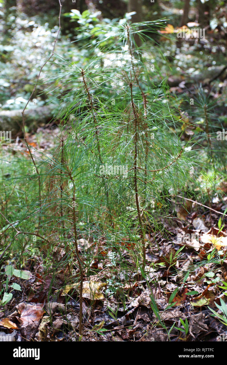 A clump of Pine Tree saplings sprouting up through the forest floor in ...