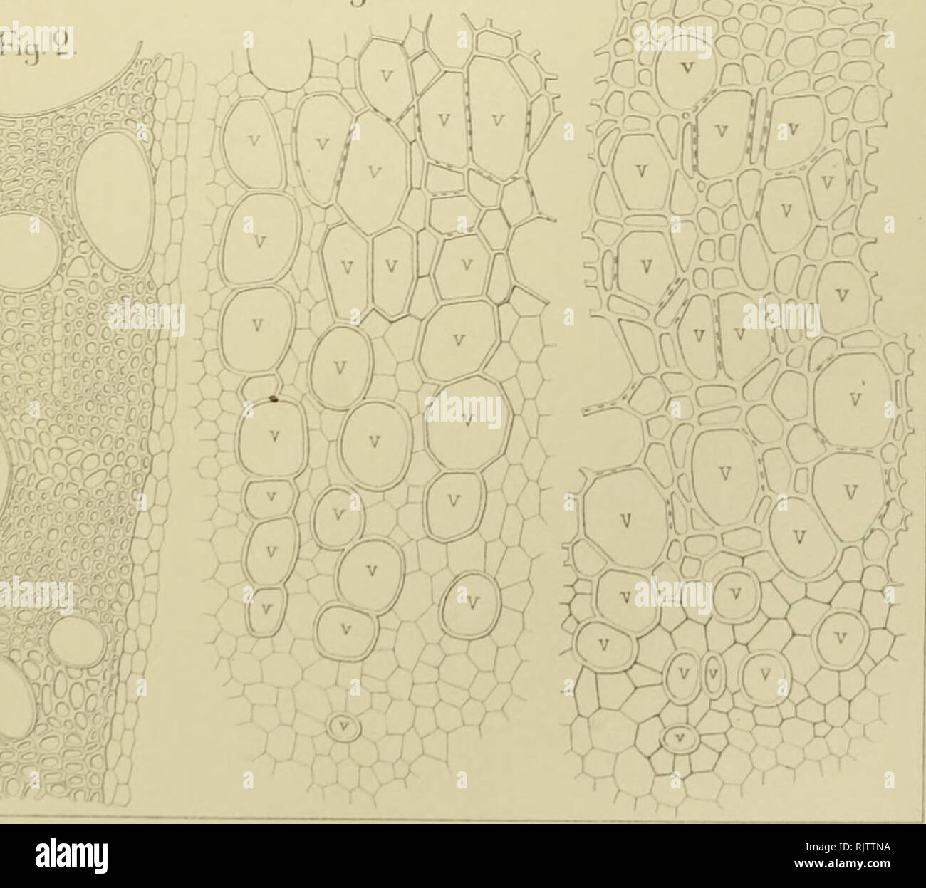 Laboratorio di anatomia hi-res stock photography and images - Alamy