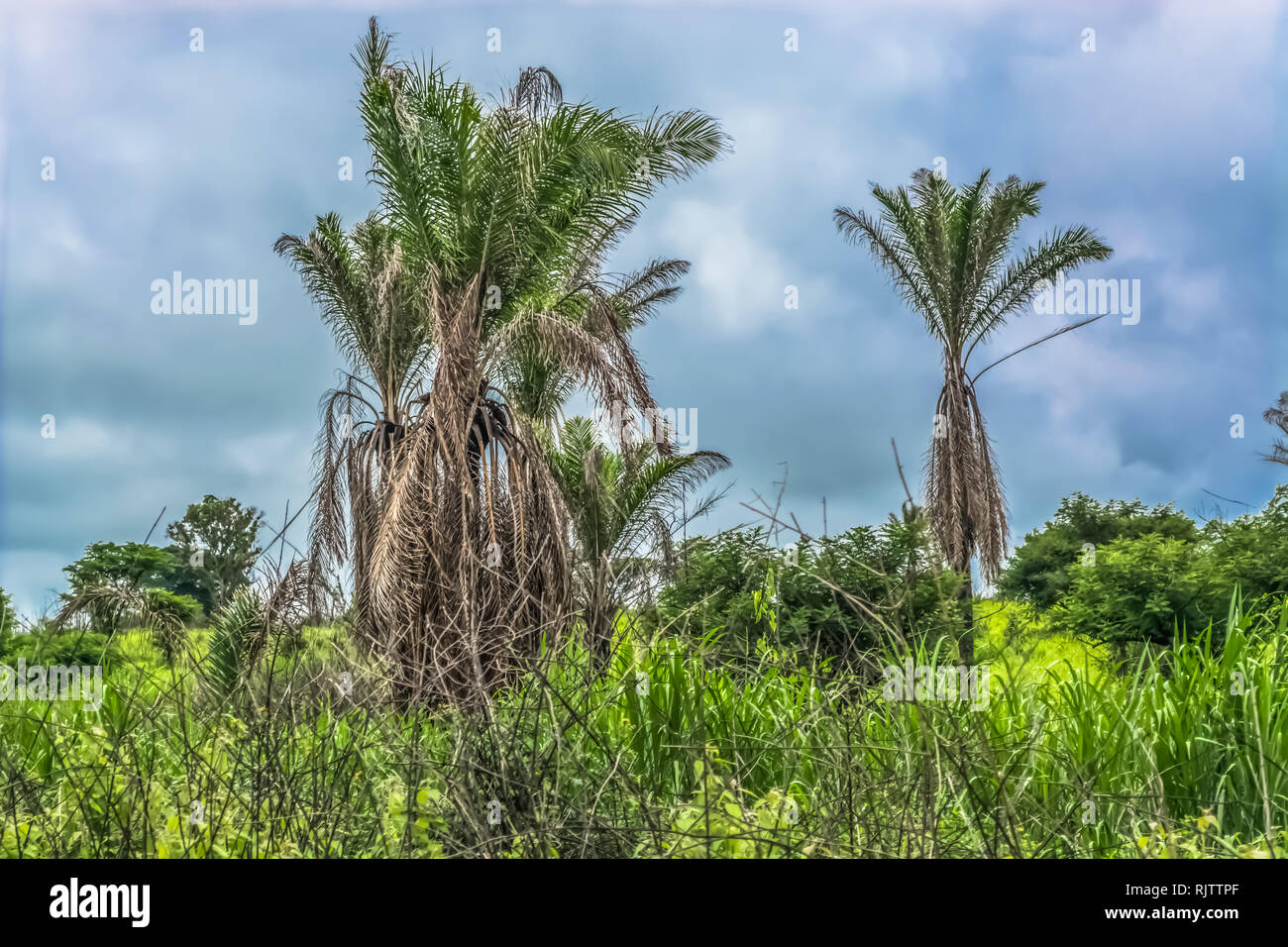 Types of vegetation hi-res stock photography and images - Alamy