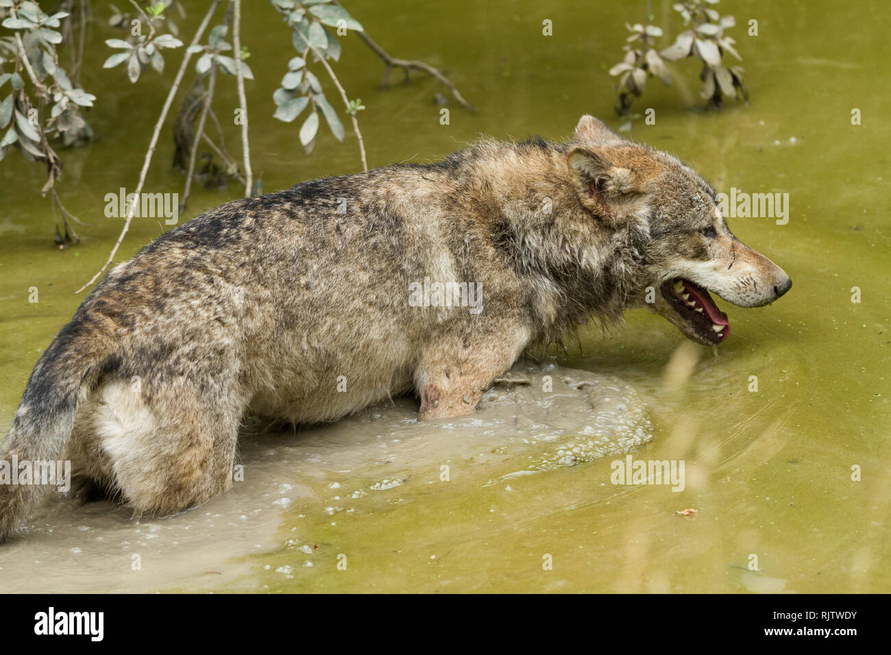 Grey Wolf in the forest Stock Photo - Alamy