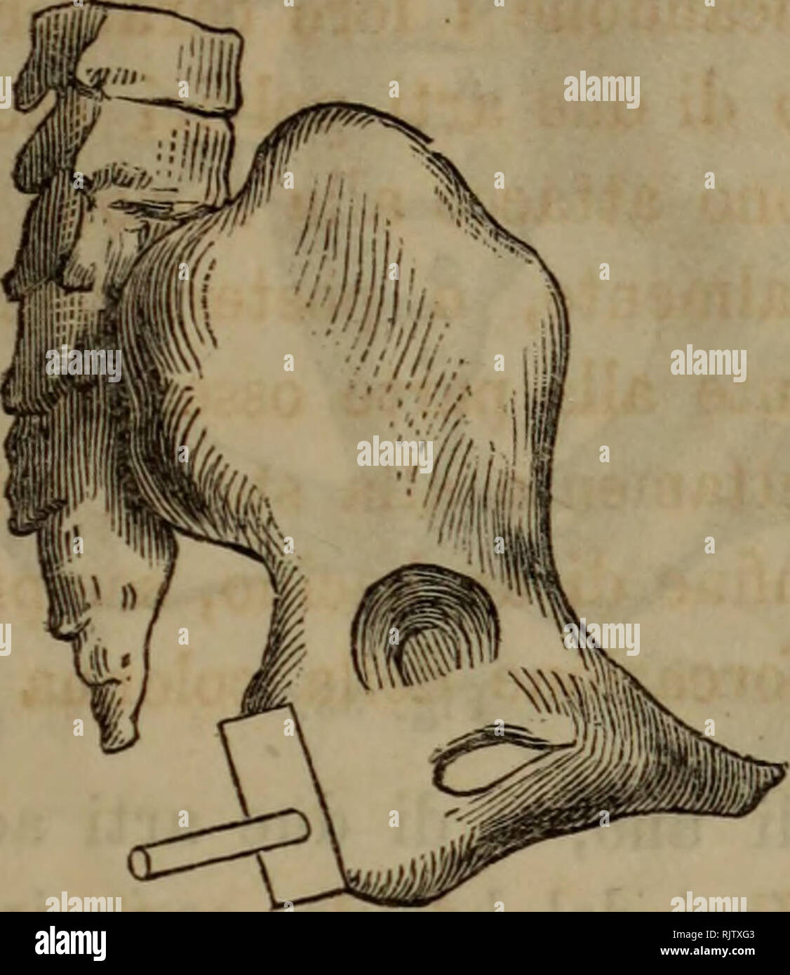 Ossa bacino hi-res stock photography and images - Alamy