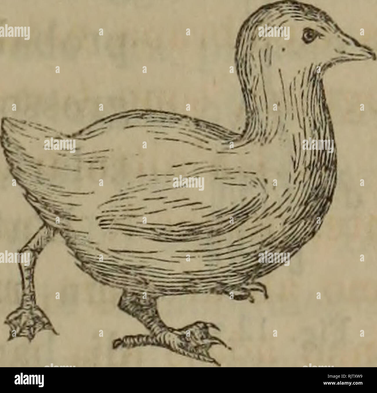 Esempio unico hi-res stock photography and images - Alamy