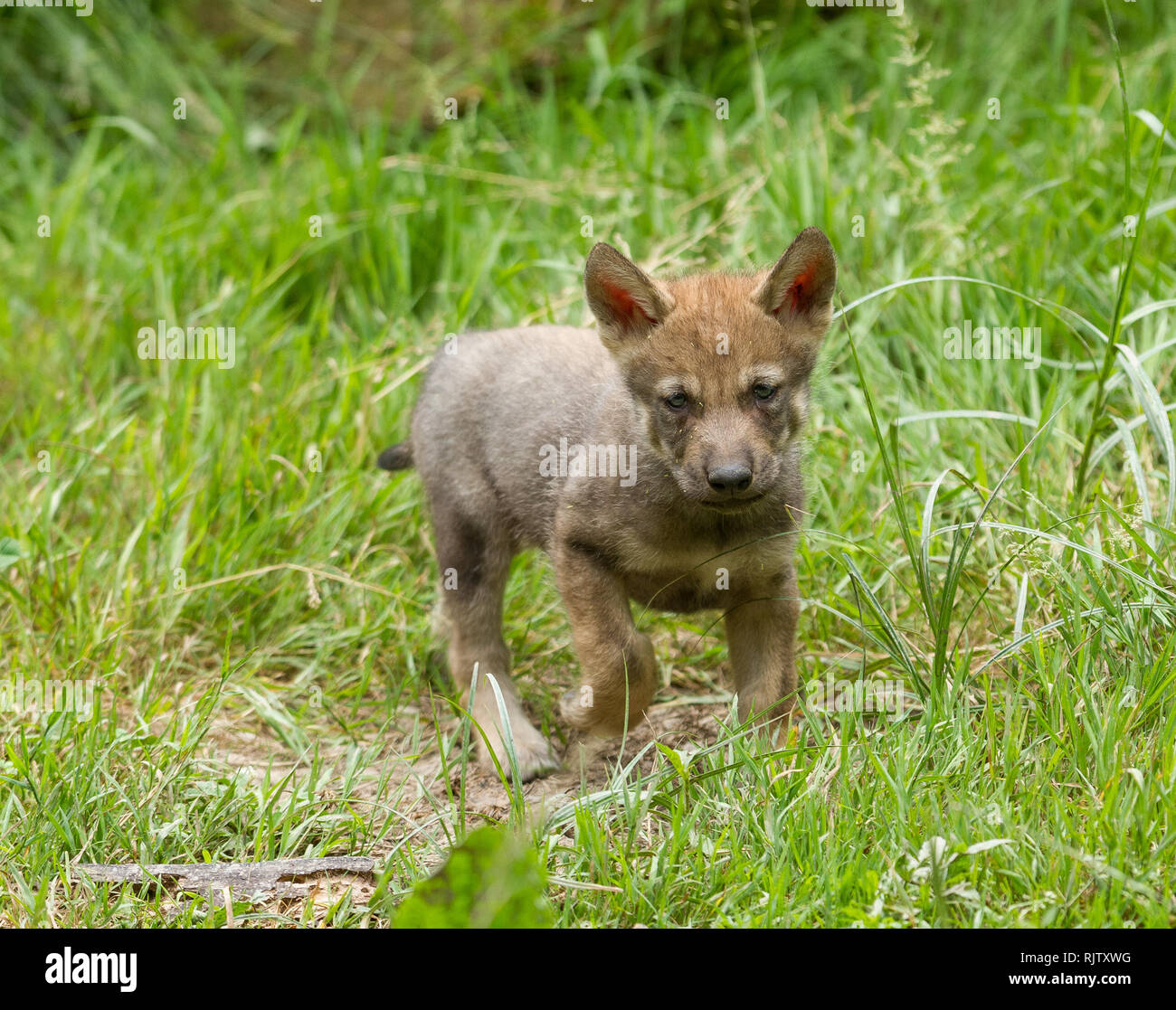 Grey Wolf in the forest Stock Photo - Alamy