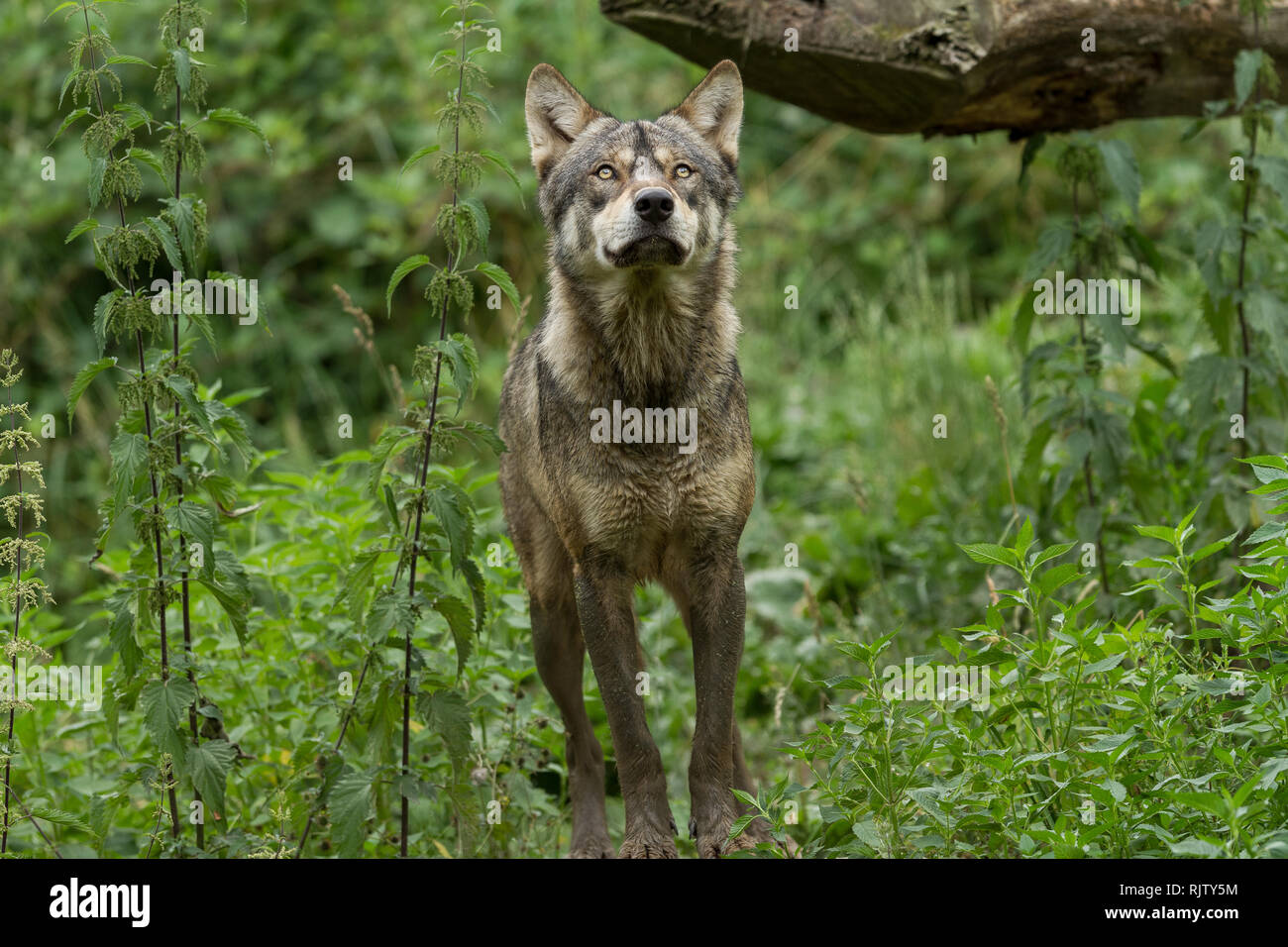 Grey Wolf in the forest Stock Photo - Alamy