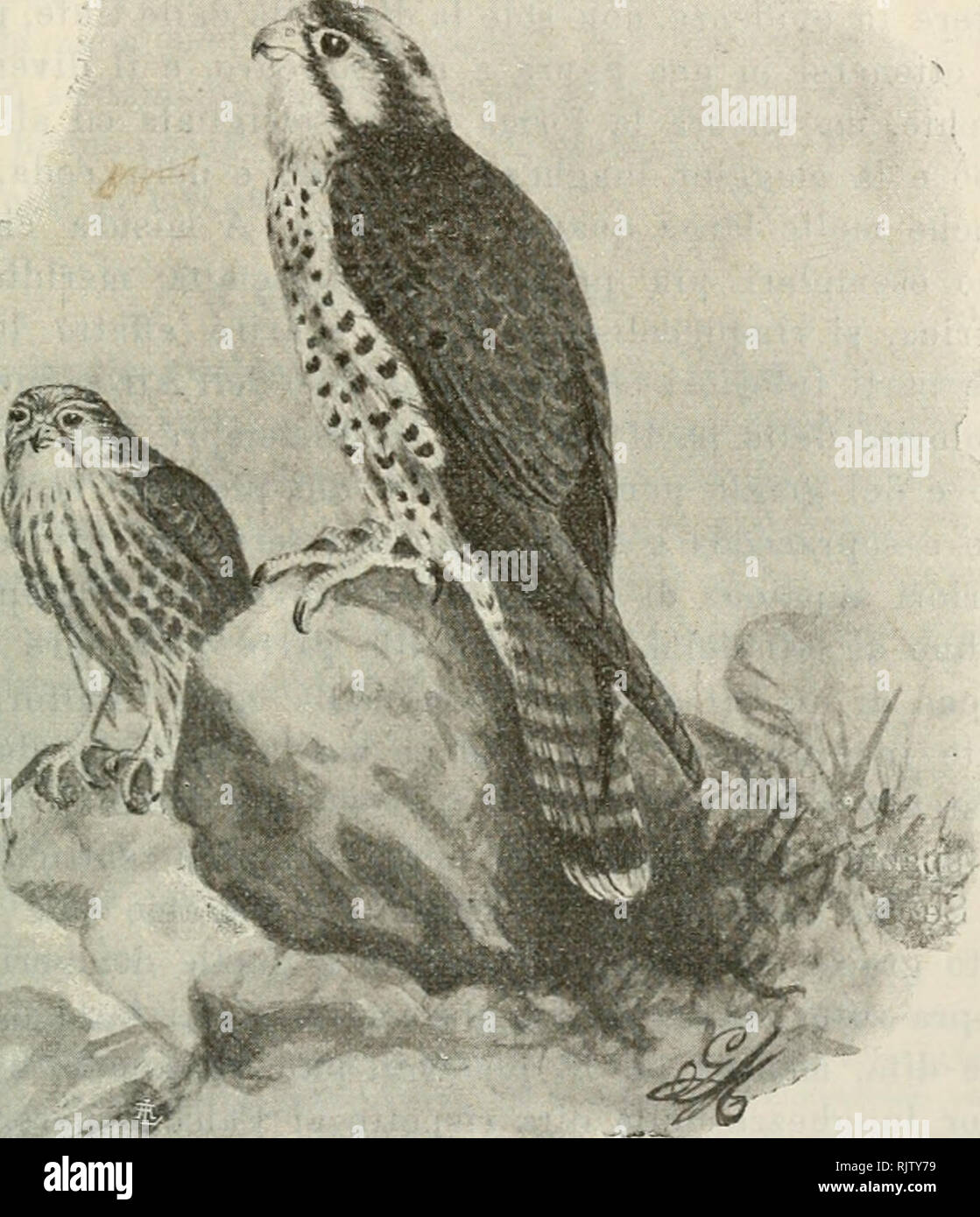 Girifalchi hi-res stock photography and images - Alamy