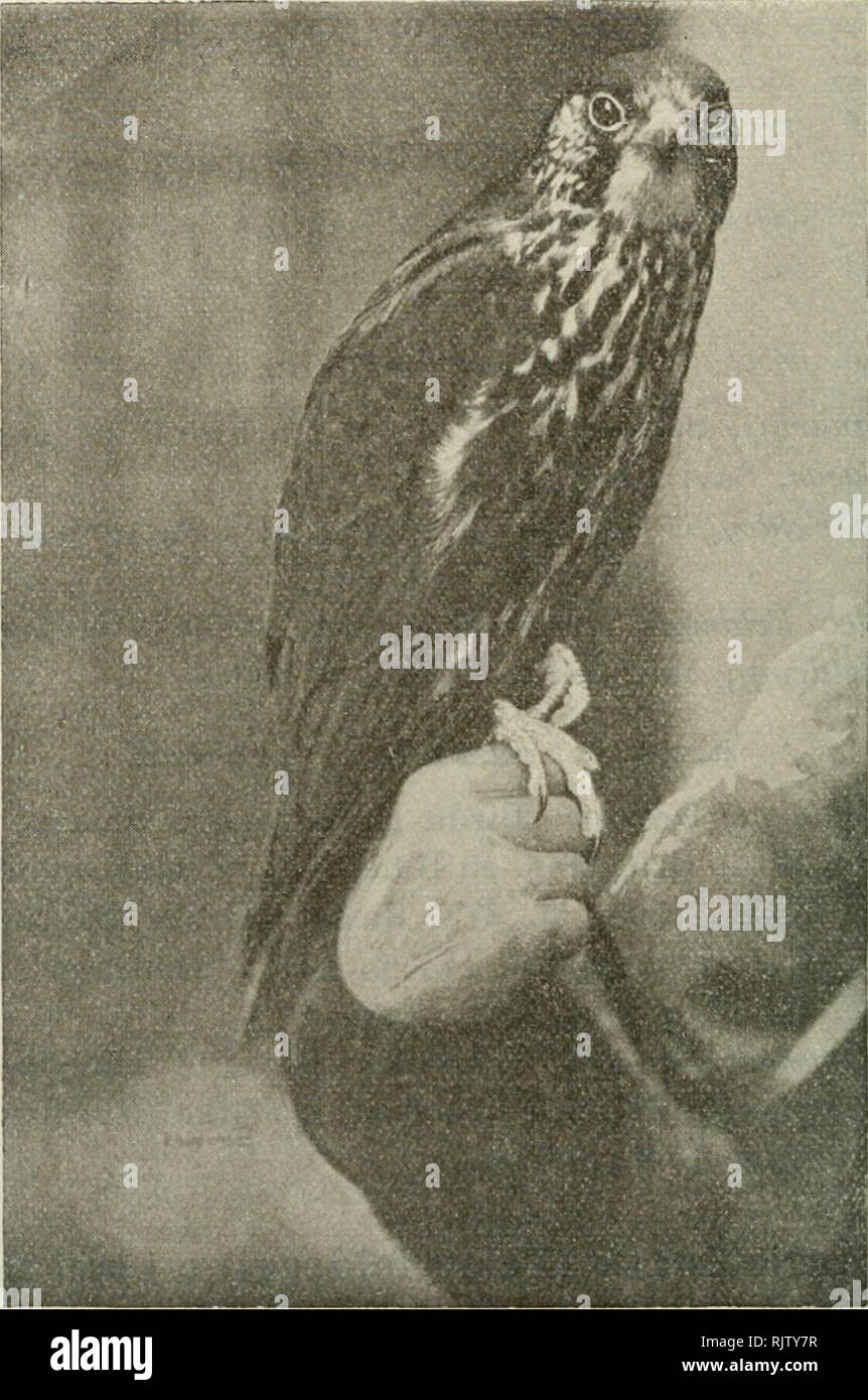 Falco scientifico hi-res stock photography and images - Alamy