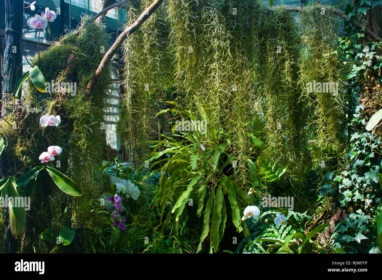 Canopy of lush green foliage, ivy and orchid flowers in a greenhouse ...