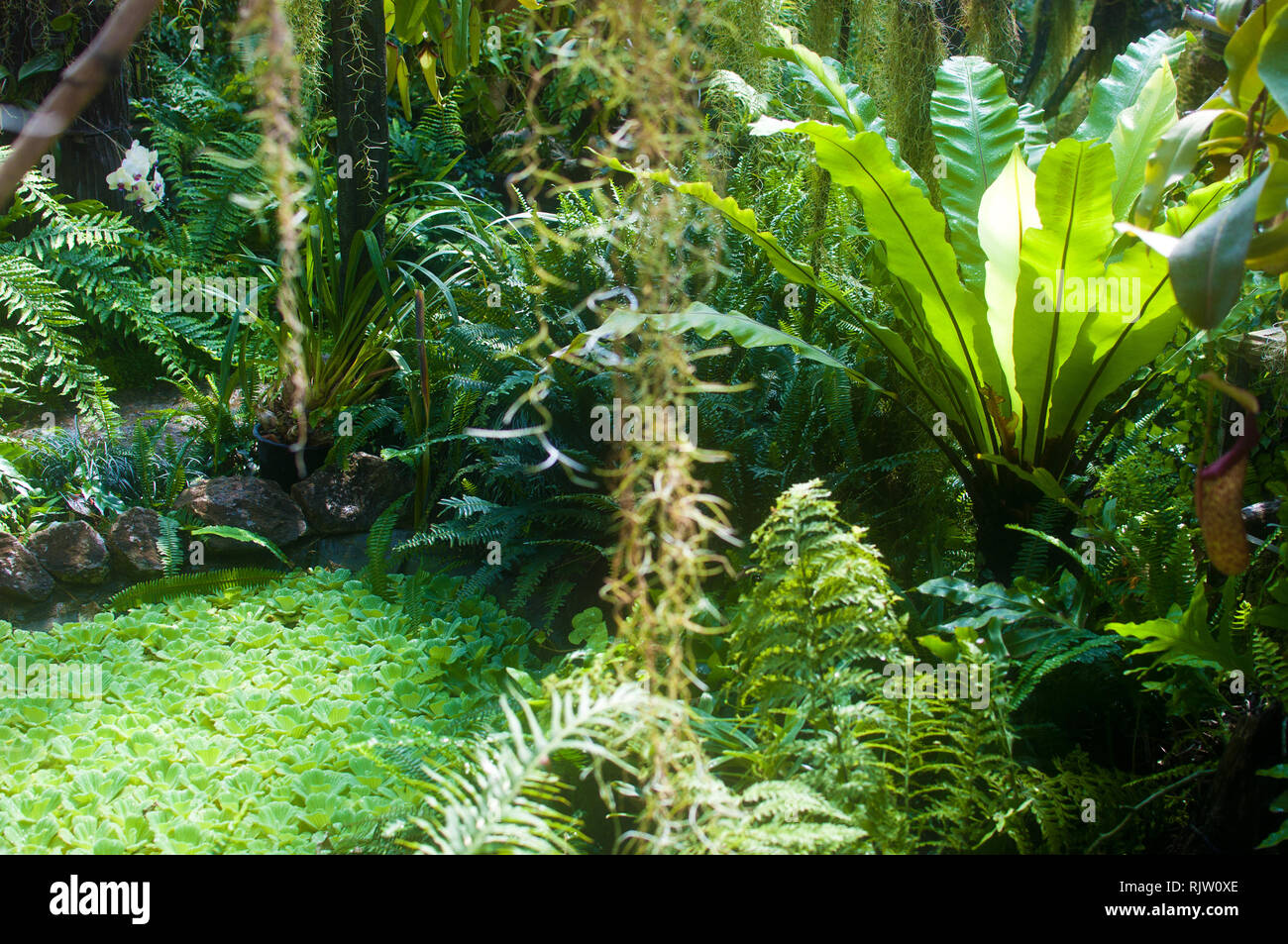Canopy tree flower rainforest hi-res stock photography and images - Alamy