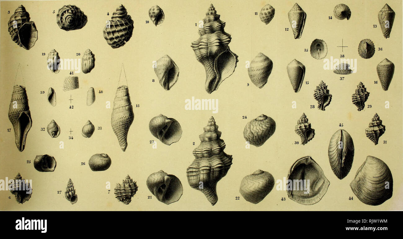 Tipi di fossili hi-res stock photography and images - Alamy