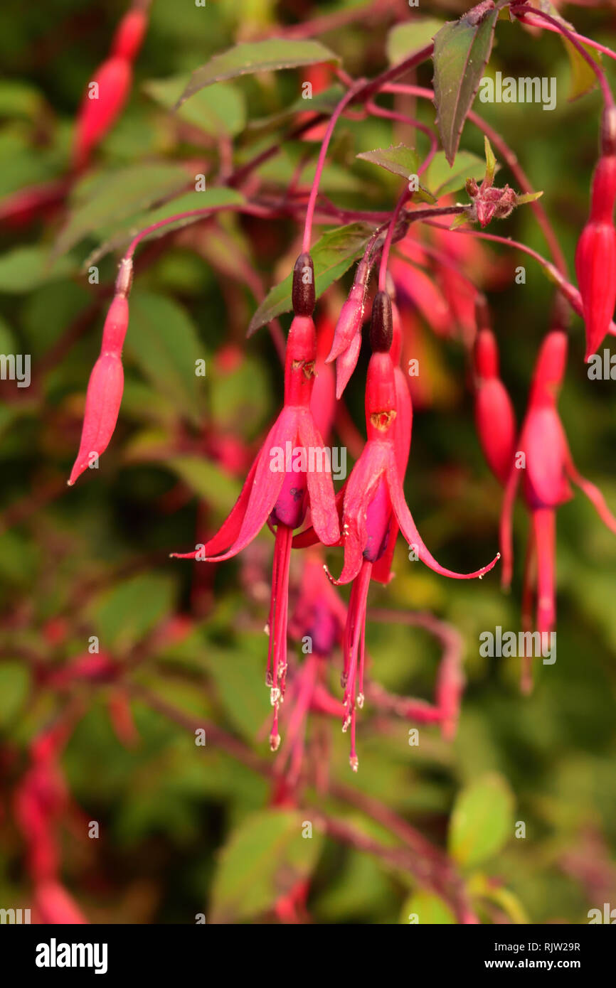 Pink fuchsia close up Stock Photo - Alamy
