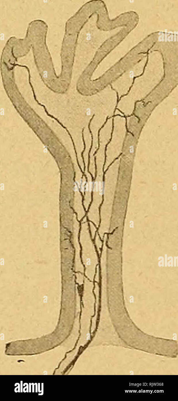 Anfiosso hi-res stock photography and images - Alamy