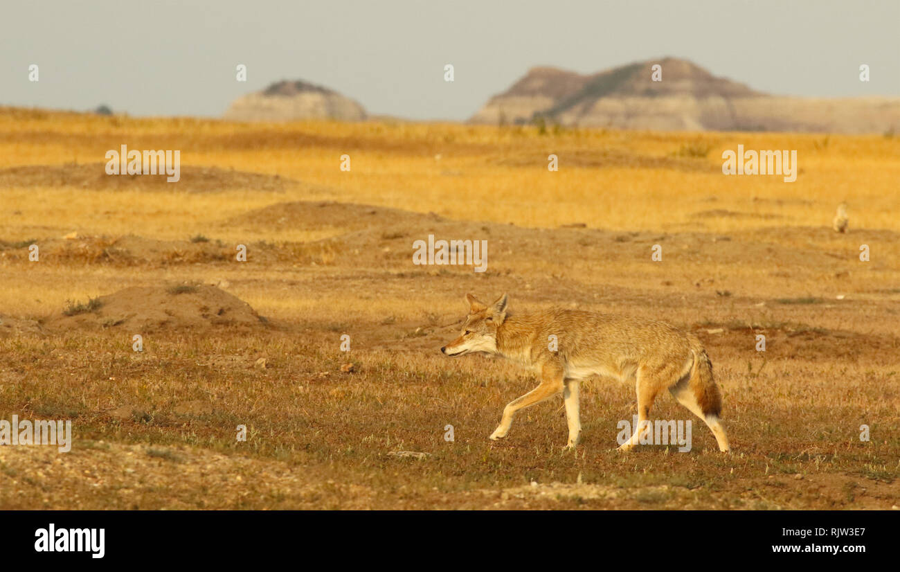A Coyote stalking across a prairie in the Badlands Stock Photo - Alamy