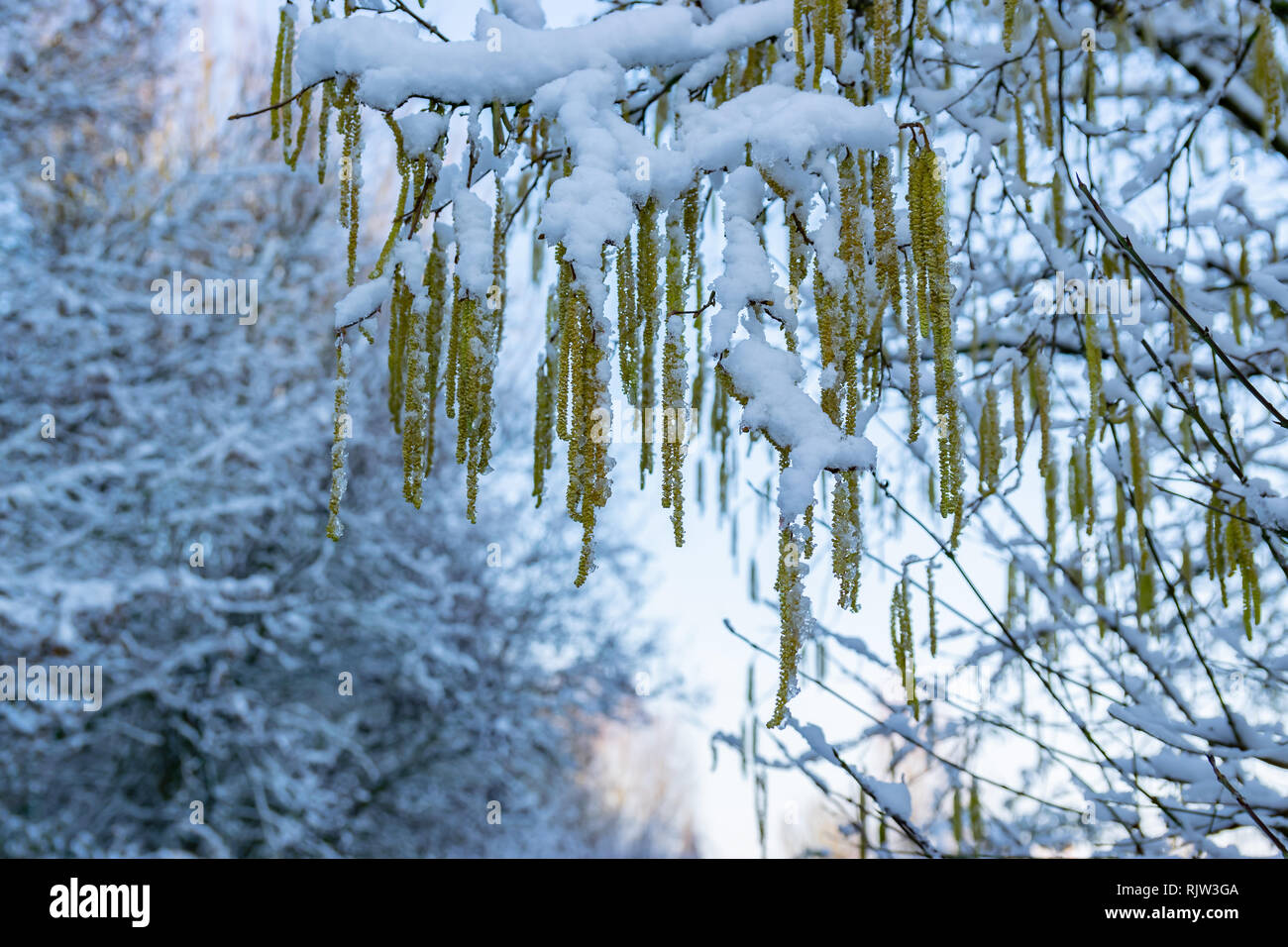 Winter texture concept: flower buds of a hazel bush, covered with snow ...