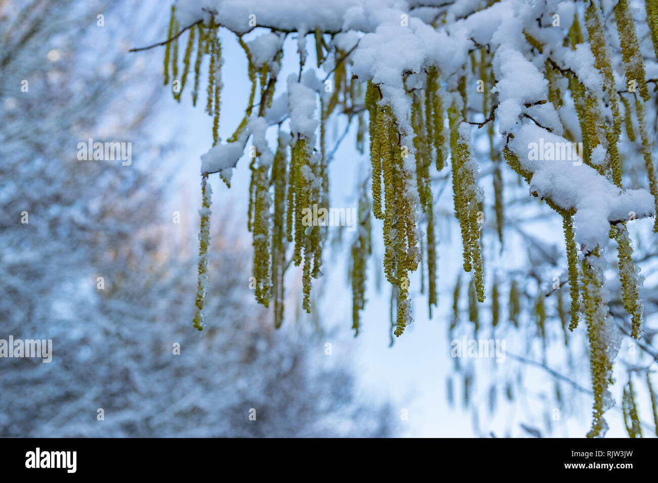 Buds texture hi-res stock photography and images - Alamy