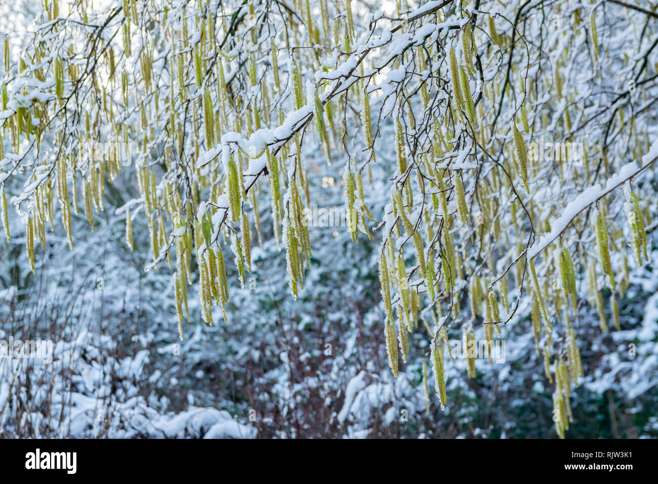 Winter texture concept: flower buds of a hazel bush, covered with snow ...
