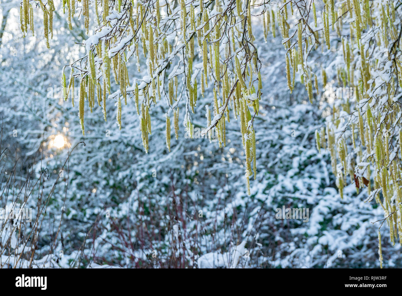 Winter texture concept: flower buds of a hazel bush, covered with snow ...