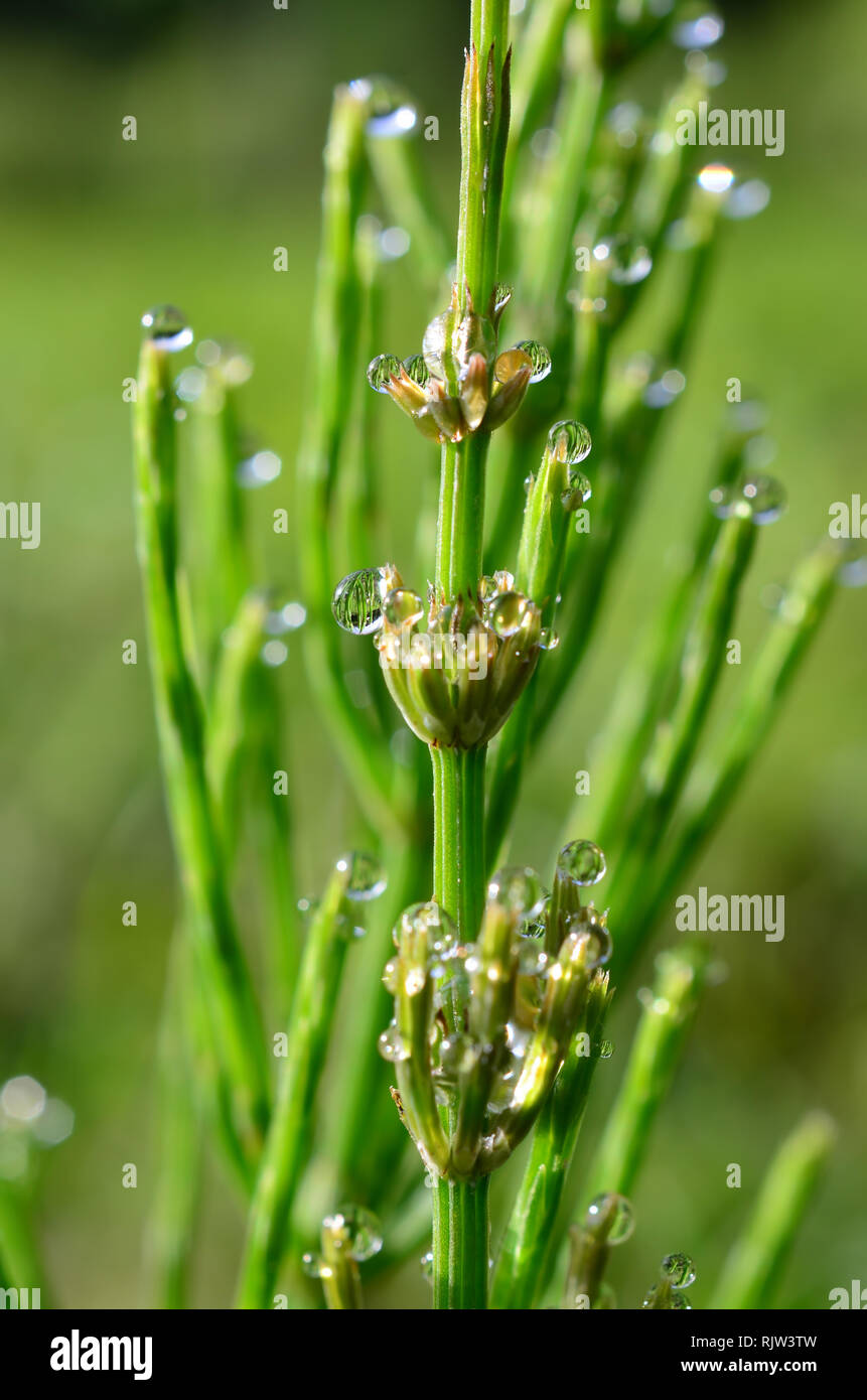Dew drops on the leafs of a Field Horsetail (Equisetum arvense), green ...