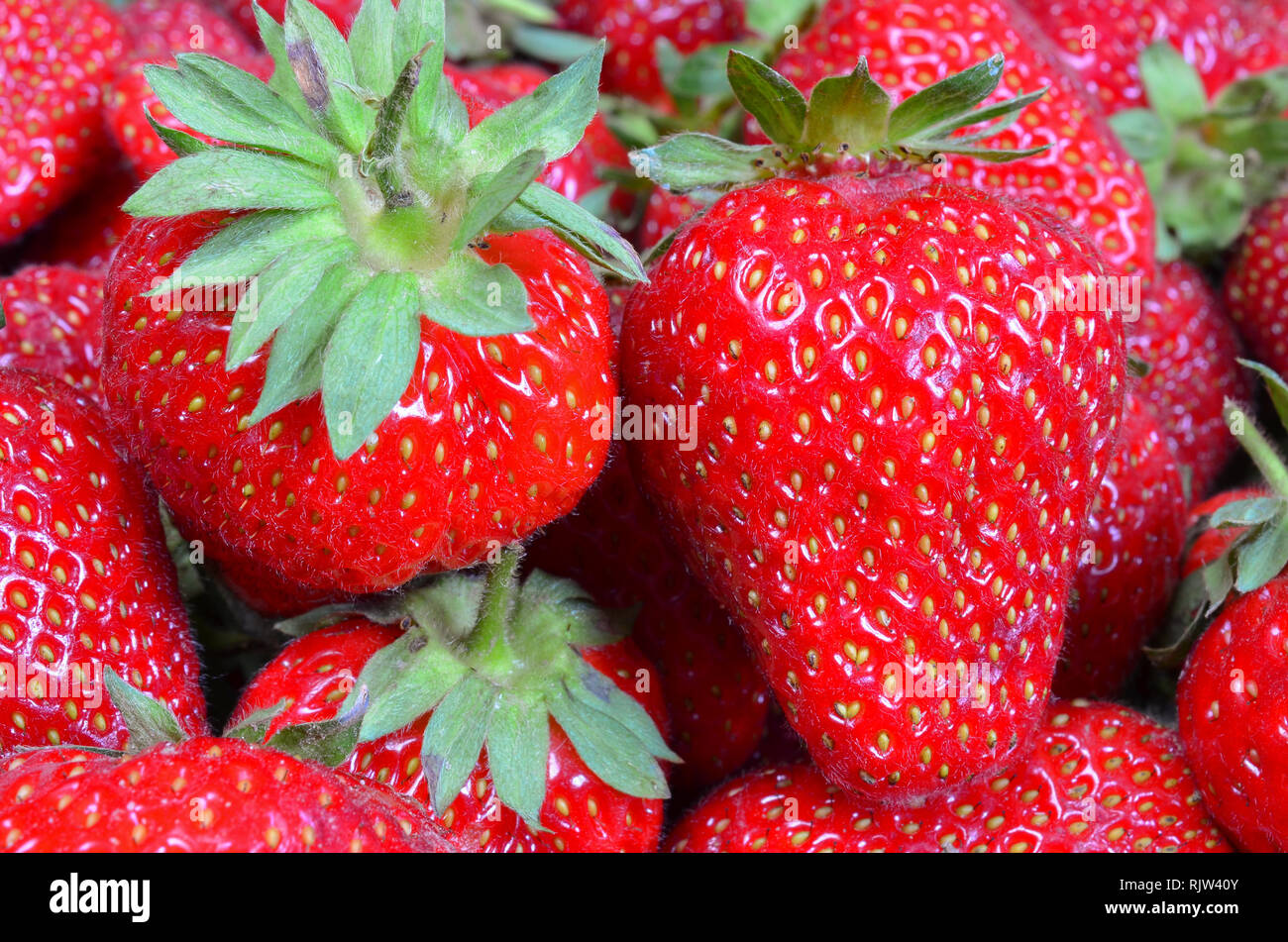 Beautiful large strawberries hi-res stock photography and images - Alamy