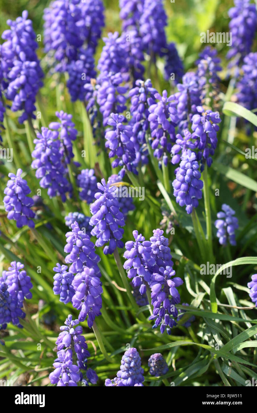 Blue grape hyacinth flowers Stock Photo - Alamy