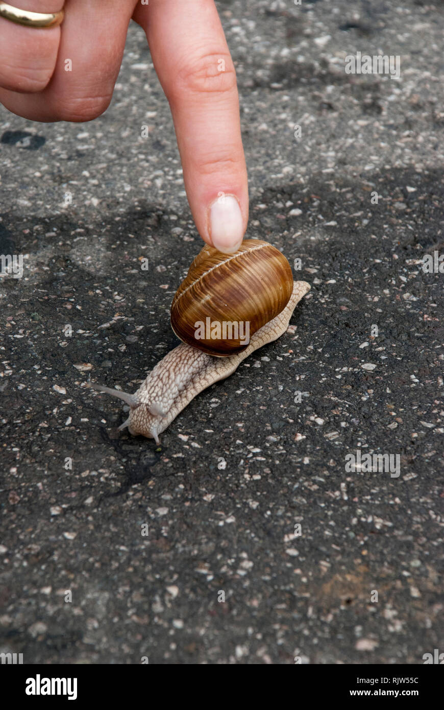 Shell finger hi-res stock photography and images - Alamy