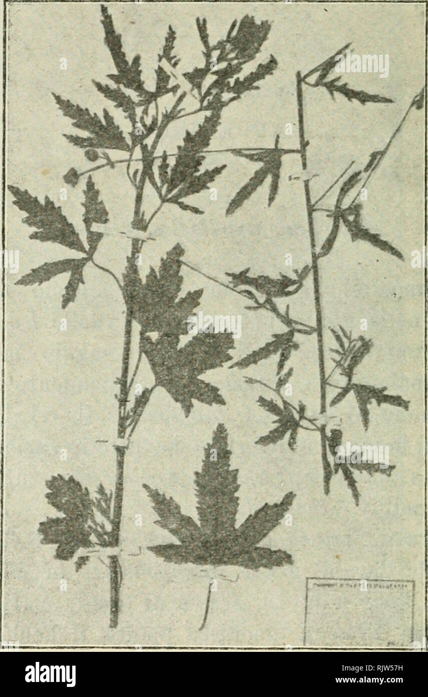 Folio triangulari hi-res stock photography and images - Alamy