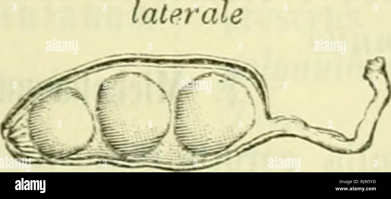 Sulla pianta hi-res stock photography and images - Alamy