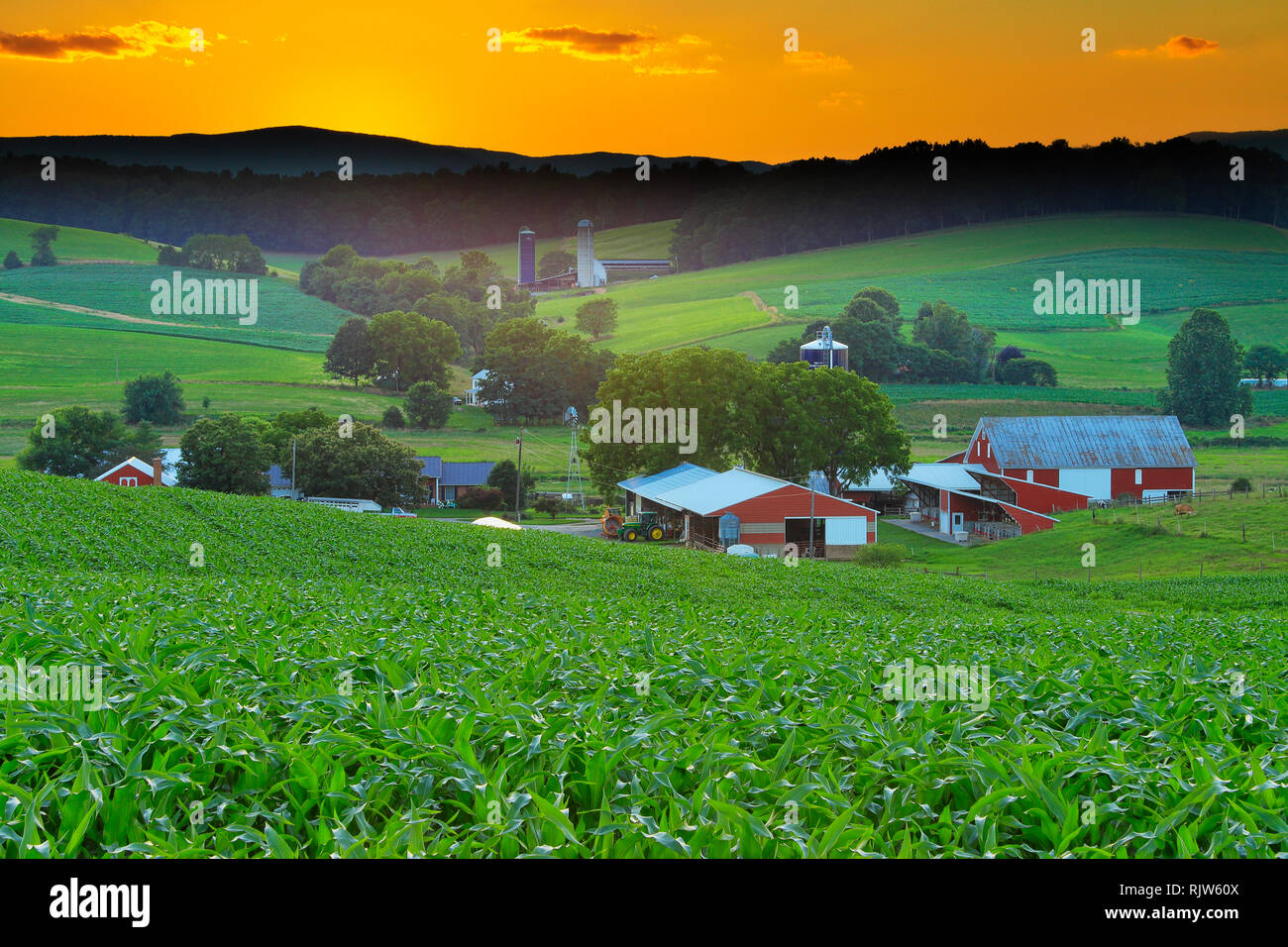 Corn Field, Shenandoah Valley, Bridgewater, Virginia, USA Stock Photo ...