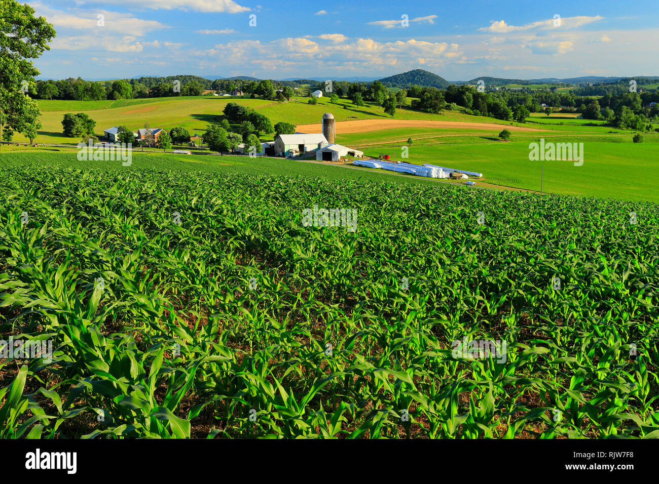 Corn Field, Dayton, Shenandoah Valley, Virginia, USA Stock Photo - Alamy