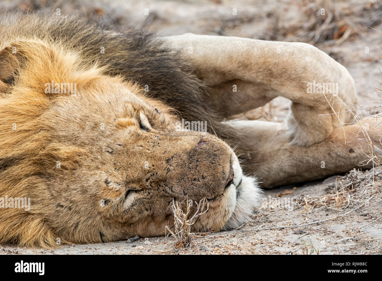 A male Lion having a snooze in Southern African savanna Stock Photo - Alamy