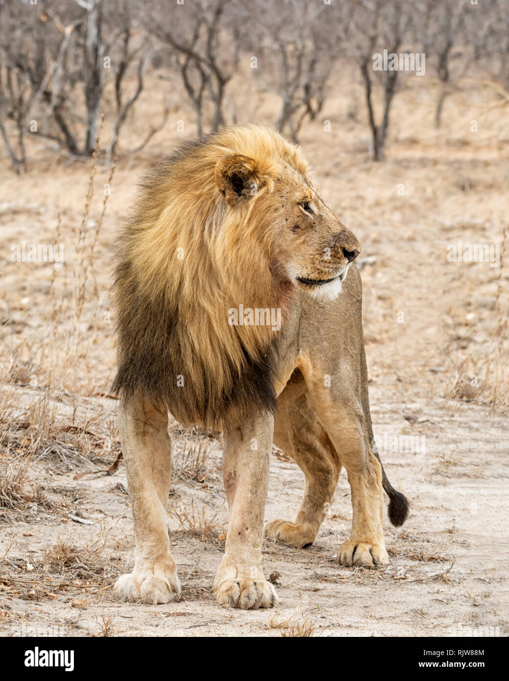 A male Lion in Southern African savanna Stock Photo - Alamy