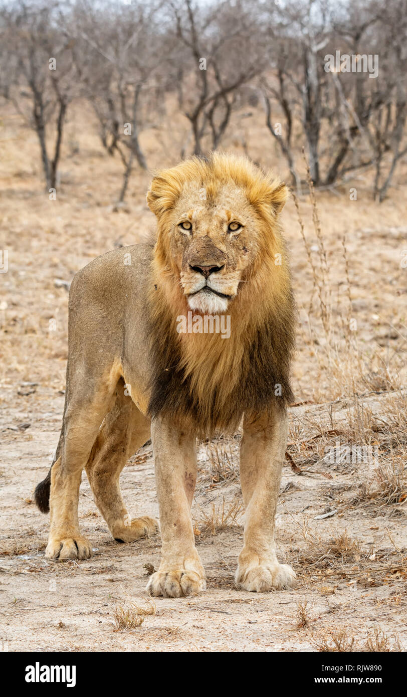 A male Lion in Southern African savanna Stock Photo - Alamy