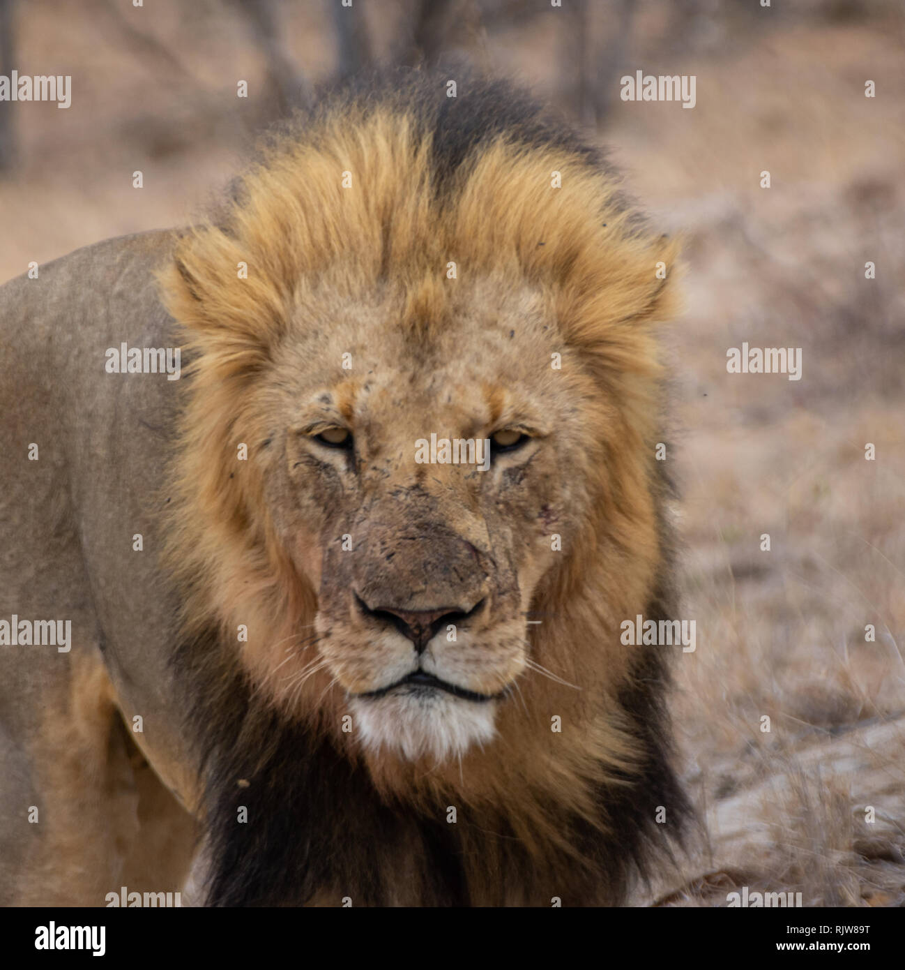 A male Lion in Southern African savanna Stock Photo - Alamy