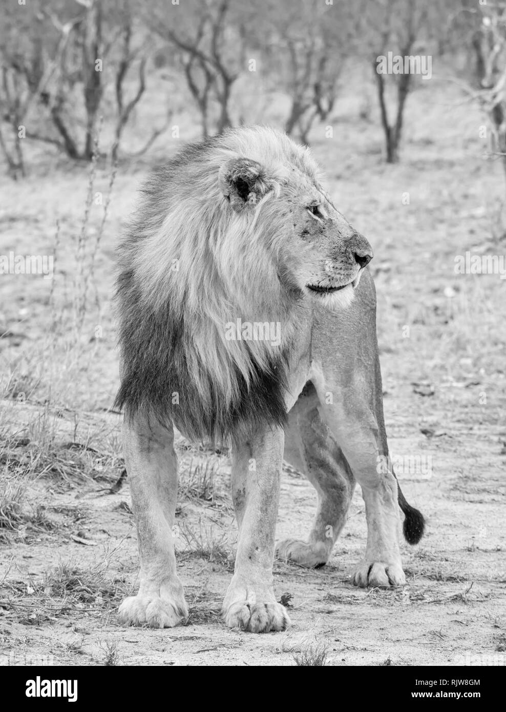 A male Lion in Southern African savanna Stock Photo - Alamy