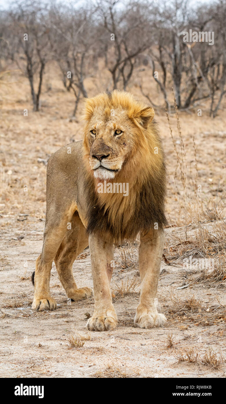 A male Lion in Southern African savanna Stock Photo - Alamy