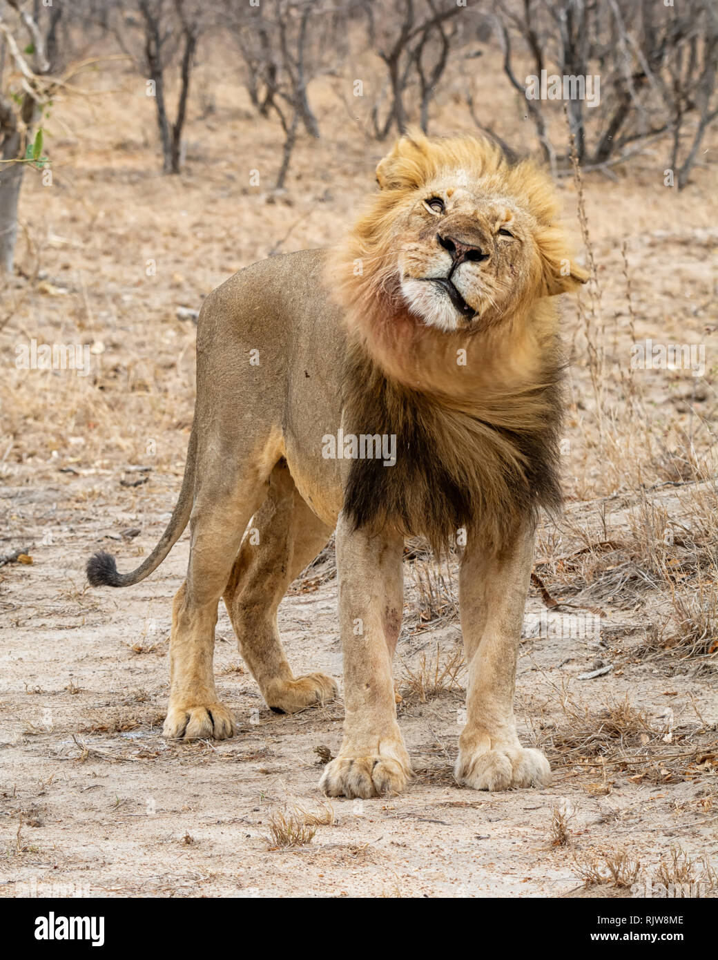 A male Lion in Southern African savanna Stock Photo - Alamy