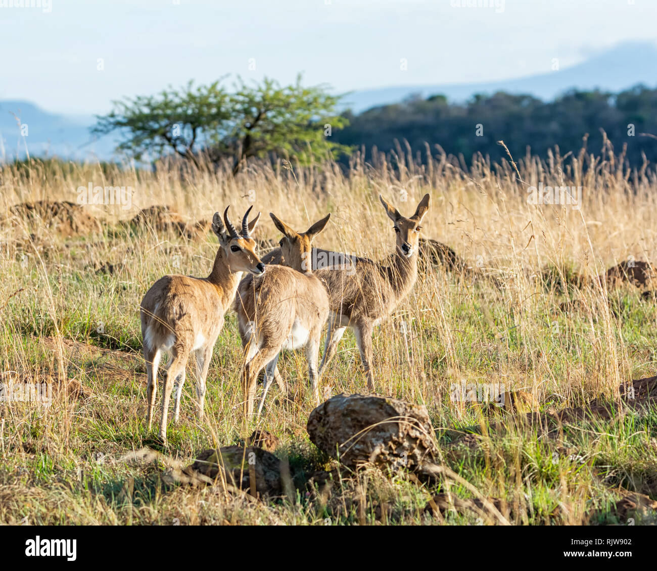 A male Mountain Reedbuck with two females iin Southern Sfrican savanna ...