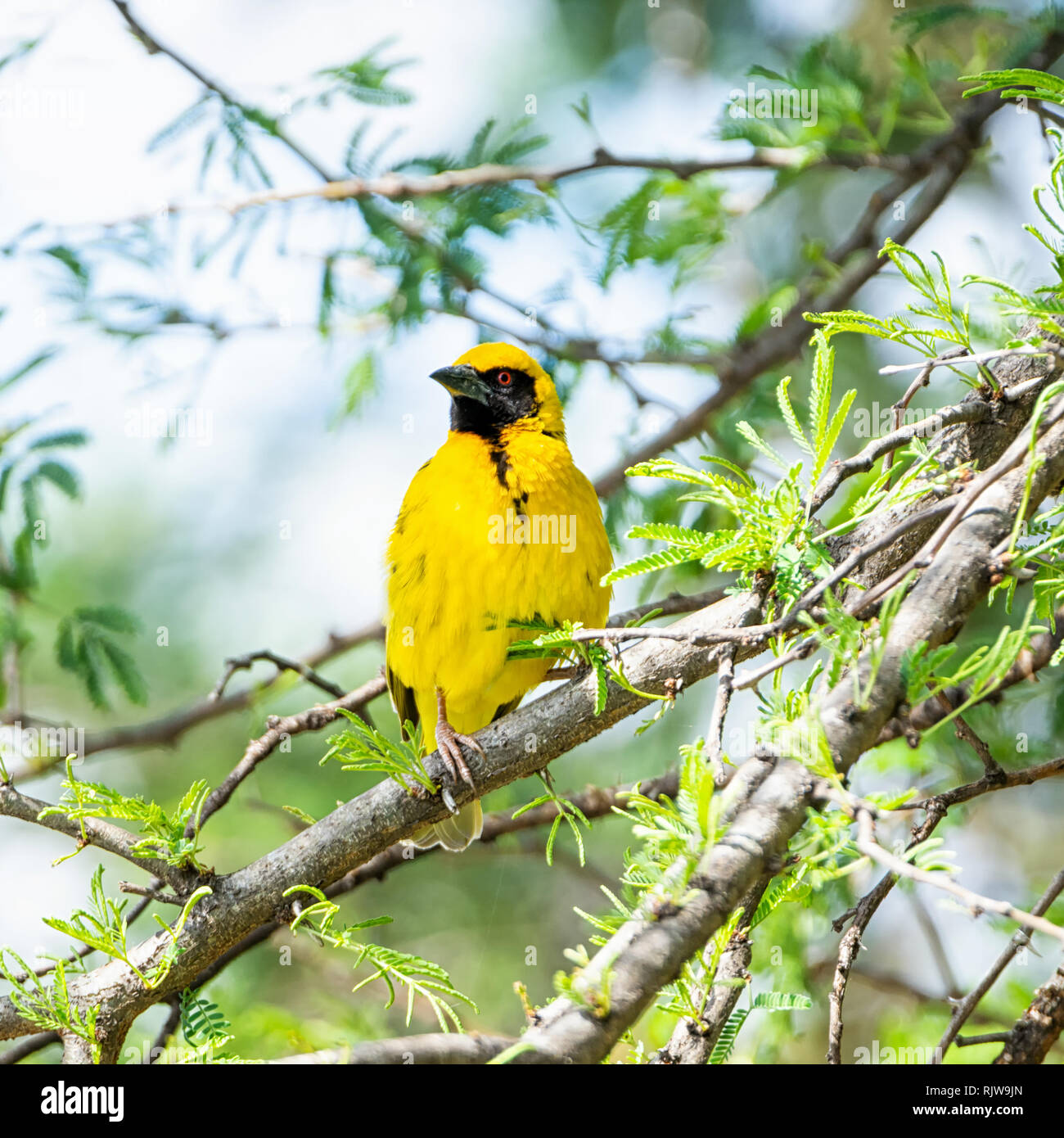 Southern masked weavers hi-res stock photography and images - Alamy
