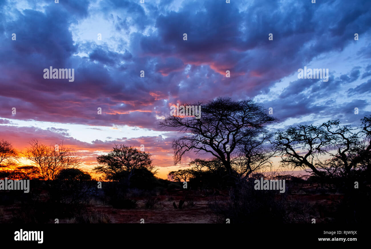 A dramatic sunset in the Southern African savanna Stock Photo - Alamy