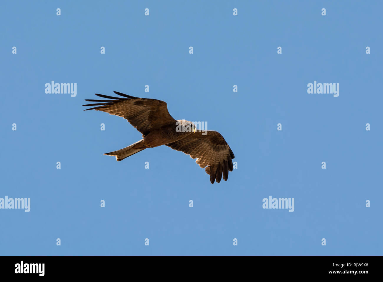 A Yellow-billed Kite in flight in Southern Africa Stock Photo - Alamy