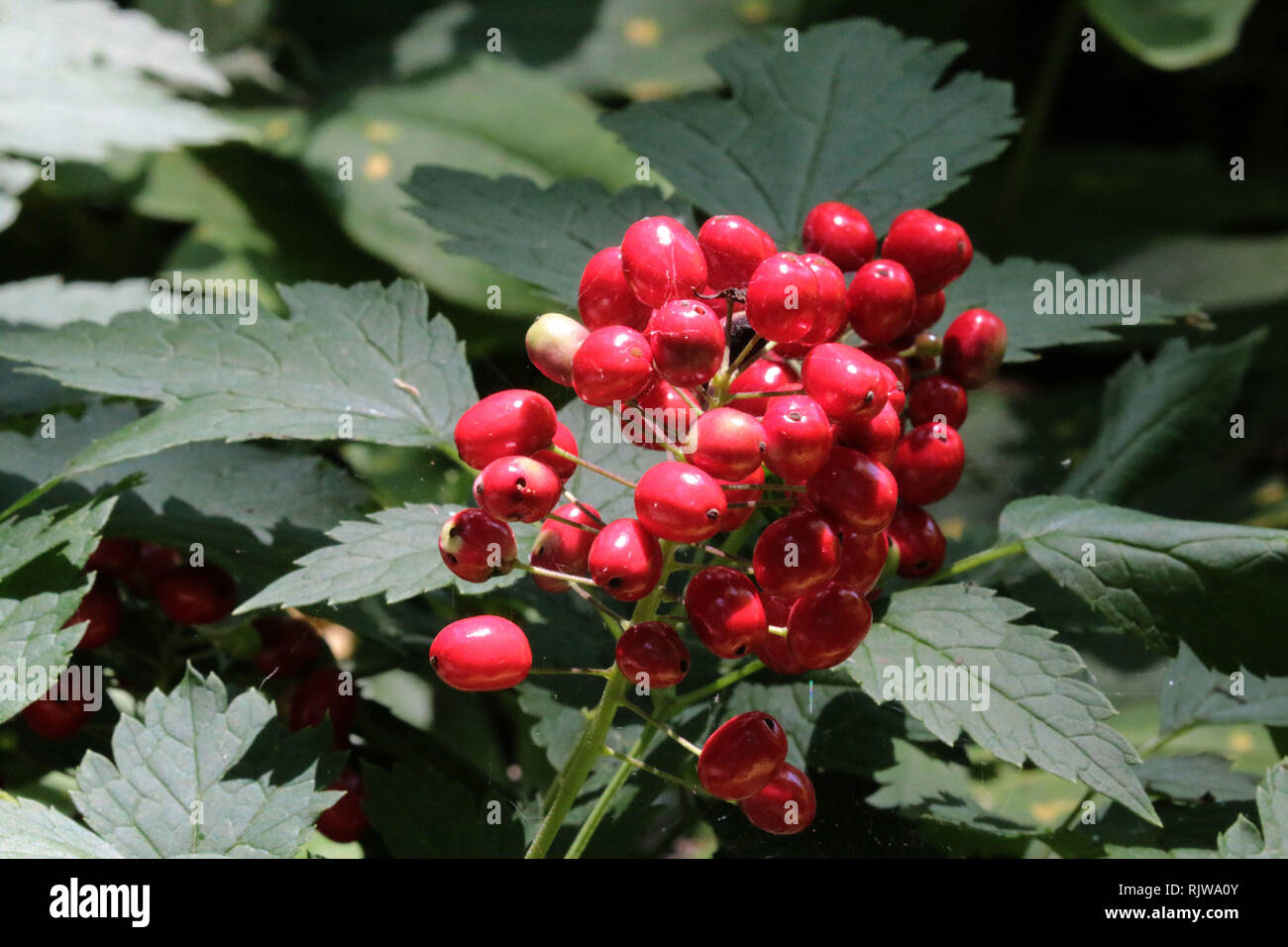 Bane Berries growing in marsch Stock Photo - Alamy
