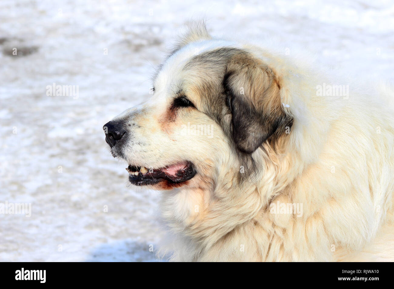 Ashkash breed hi-res stock photography and images - Alamy